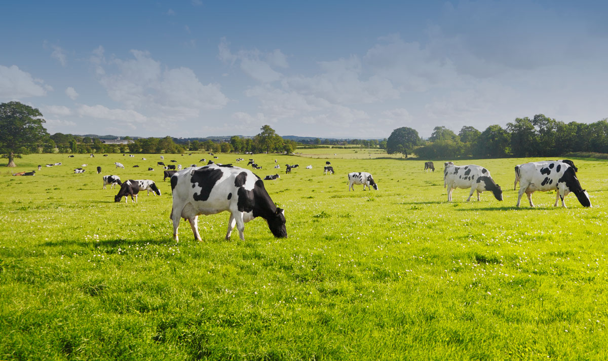 Liquid Feed France - Dairy cows